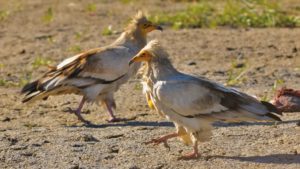 Doğa Derneği | Doğa Biziz!